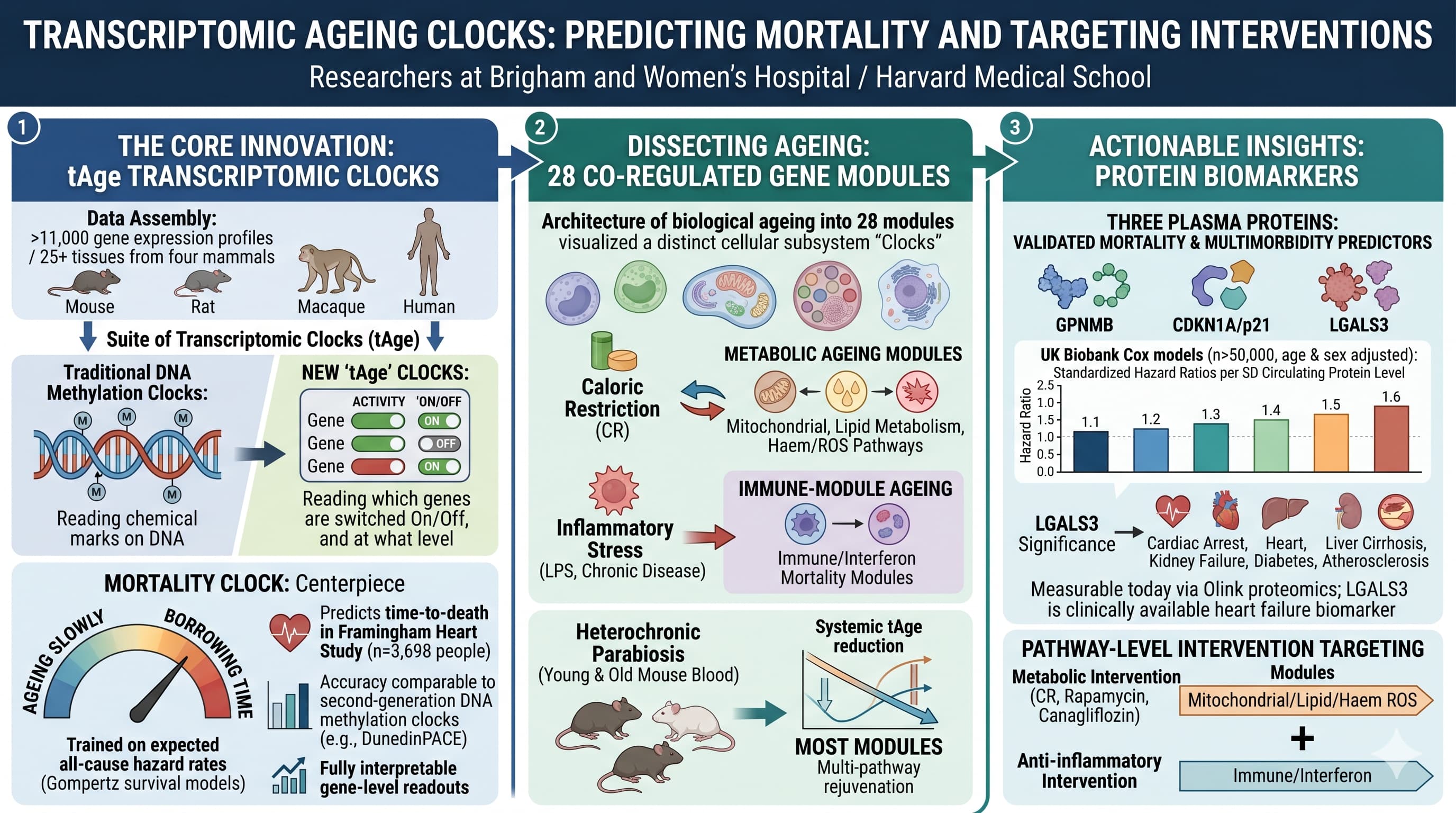Three Proteins in Your Blood Predict How Fast You're Aging. Here's What ...